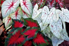 Каладіум — вирощування в домашніх умовах і в саду | Фото