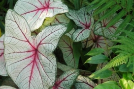 Каладіум — вирощування в домашніх умовах і в саду | Фото