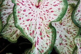 Каладіум — вирощування в домашніх умовах і в саду | Фото