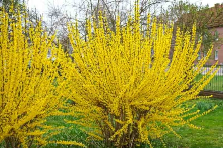 Форзиція — опис видів і сортів. Посадка, догляд, розмноження | ЗЕЛЕНА ...