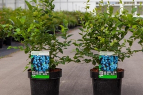 Лохина — опис сортів та особливості вирощування | ЗЕЛЕНА САДИБА