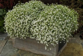 Гіпсофіла в дизайні саду — посадка, догляд | Фото