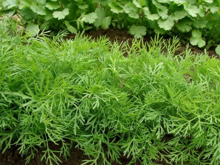 Кріп | Про користь, лікувальні властивості й вирощування | Фото