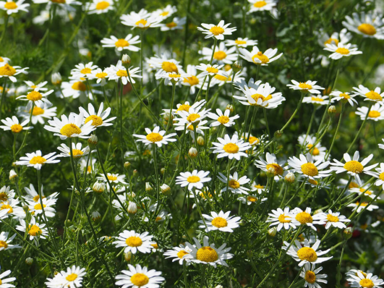 Ромашка лікарська: опис, властивості, застосування | ЗЕЛЕНА САДИБА